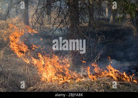 Ground fire burning understory along edge of spruce forest in a nature ...