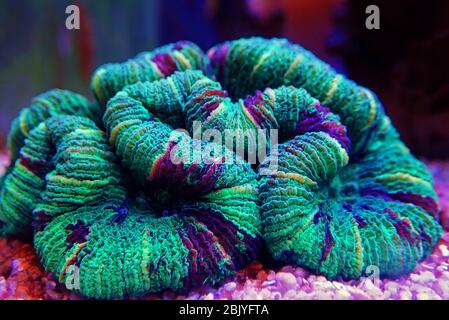 The Folded Brain Coral - (Wellsophyllia radiata Stock Photo - Alamy