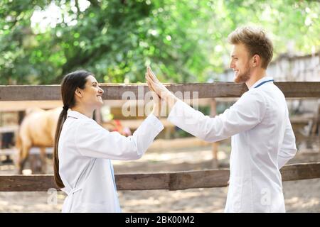 Veterinarians giving each other high-five near paddock with horse on ...