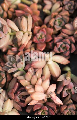 Succulent plant ×Sedeveria Jet Beads, known as Jet Beads Stonecrop ...
