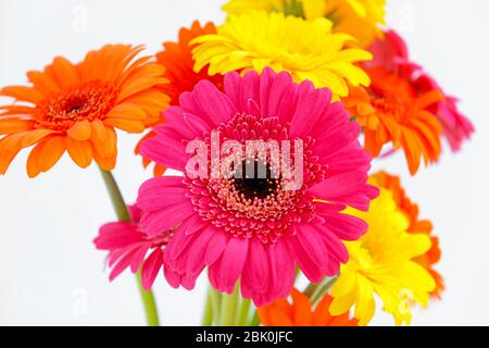 Beautiful gerbera flowers on color background Stock Photo - Alamy