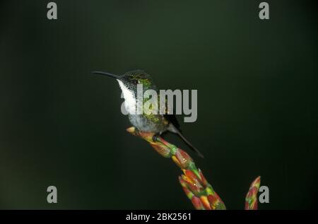 Sapphire Throated Hummingbird Trinidad Stock Photo - Alamy