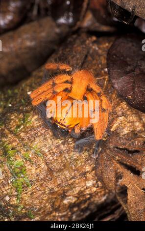 A huntsman spider (family Sparassidae) on a wet log in the rainforest ...