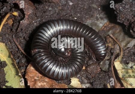 Shongololo, the largest extant species of millipede, crossing a kikuyu ...