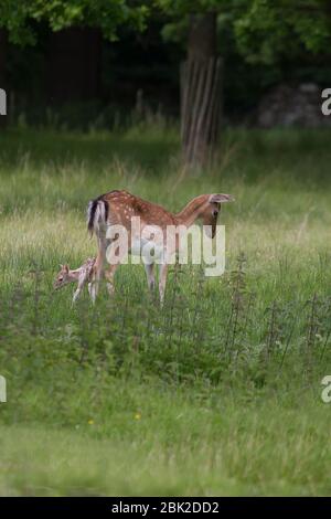 Fallow deer, Dama dama, back, tail Stock Photo - Alamy