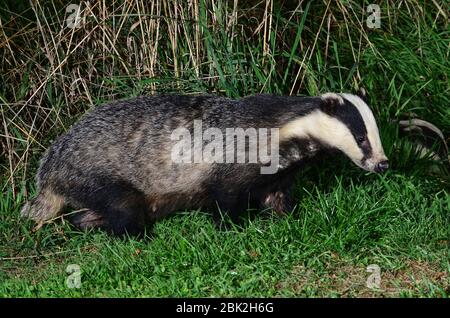 Brock the Badger our native omnivore Stock Photo - Alamy