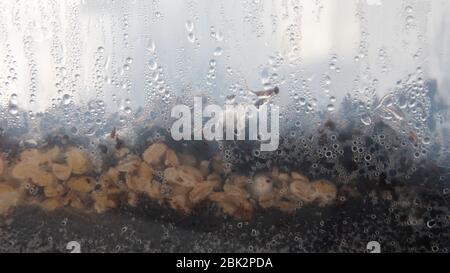 mushroom cultivation at home. Colonization of the substrate with ...