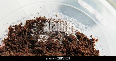 mushroom cultivation at home. Colonization of the substrate with ...