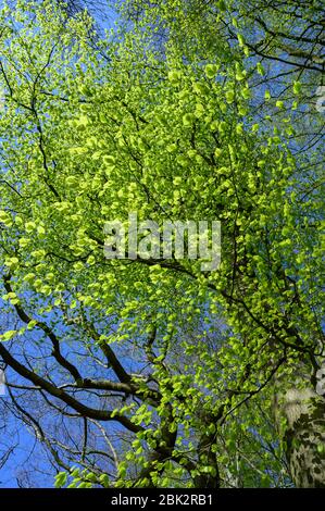 Beech trees in the spring, Worsley Woods, Worsley, Manchester Stock ...