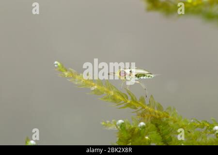 Lesser water boatmen (Cymatia coleoptrata Stock Photo - Alamy