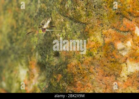 Lesser water boatmen (Cymatia coleoptrata Stock Photo - Alamy