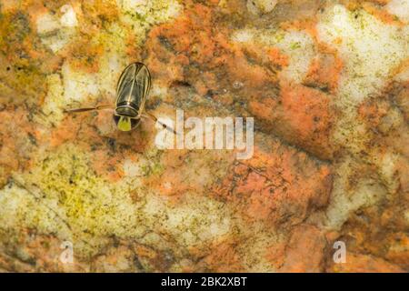 Lesser water boatmen (Cymatia coleoptrata Stock Photo - Alamy