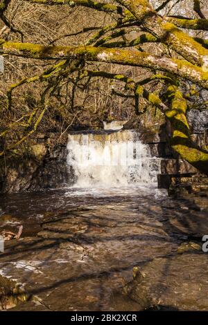 The Summerhill Force waterfalls at Bowlees in Teesdale,England,UK Stock ...