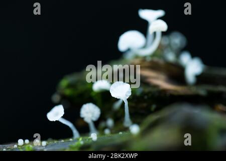 Bonnet mushroom (Delicatula integrella Stock Photo - Alamy
