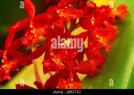Fire star orchid (Epidendrum radicans), also known as ground-rooting ...