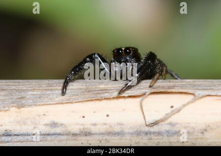 Jumping Spider, Marpissa formosa, male Stock Photo - Alamy