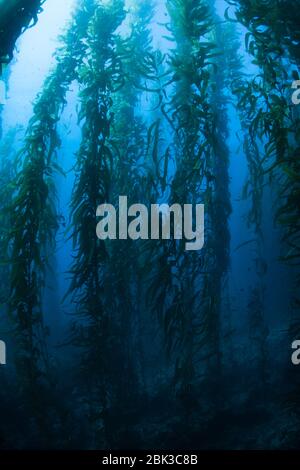 Kelp forest, Eastern Pacific Coast, California, USA Stock Photo - Alamy