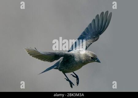 Female Cowbird in flight Stock Photo - Alamy