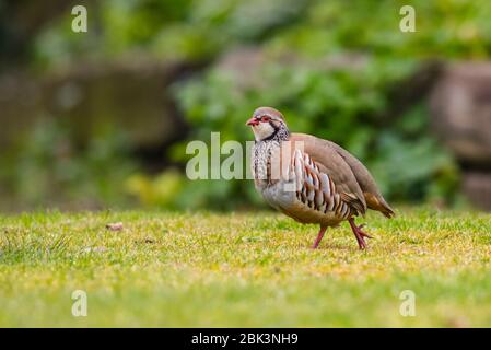 Red legged french partridge alectoris rufa Stock Photo - Alamy