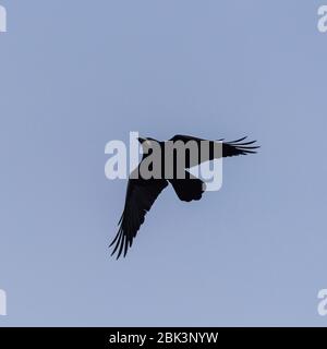 A Rook (Corvus frugilegus) in fight in uk Stock Photo - Alamy