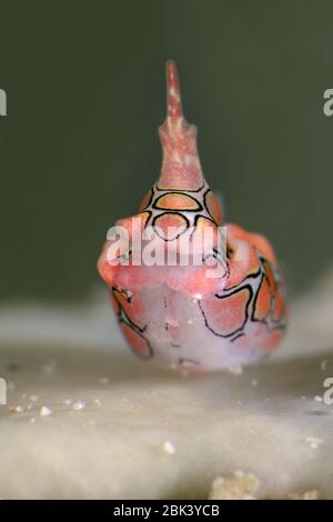 Psychedelic batwing slug (Sagaminopteron psychedelicum). Underwater ...