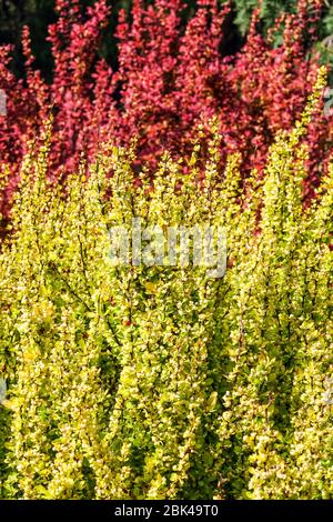Japanese barberry (Berberis thunbergii 'Orange Rocket', Berberis ...