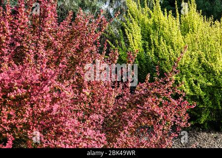 Japanese barberry (Berberis thunbergii 'Orange Rocket', Berberis ...