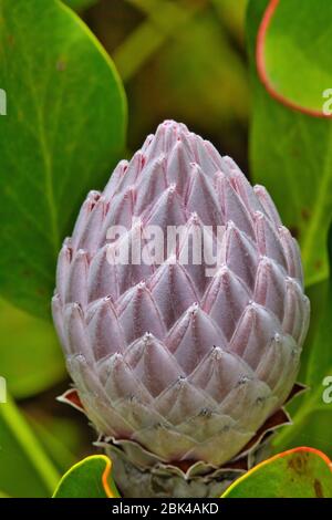 Protea flower, wild plant in the rainforest Stock Photo - Alamy