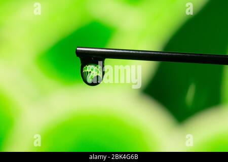 Close up photos of germs, DNA or bacteria placed in a droplet of water ...