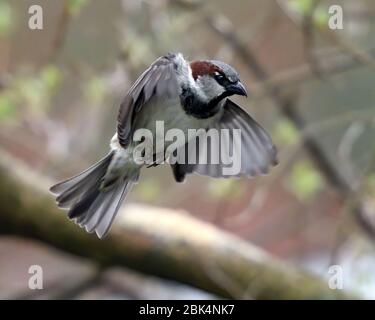 House sparrow in flight Stock Photo - Alamy