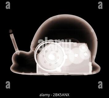 Radiograph of snail Stock Photo - Alamy