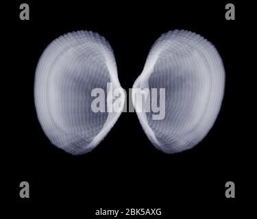 SHELLS - X-RAY Stock Photo - Alamy
