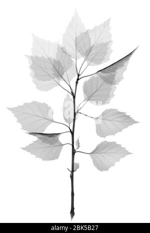 Betula sp Betula sp Stock Photo - Alamy