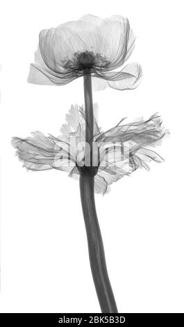 Anemone flower (Anemone sp.). Close-up showing reproductive organs ...