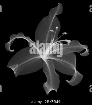 Lily (Lilium sp), Liliaceae Stock Photo - Alamy