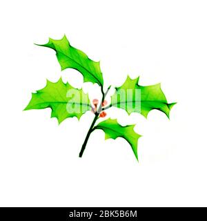 Ilex sp Ilex sp Stock Photo - Alamy