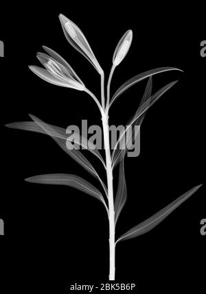 Lily (Lilium sp), Liliaceae Stock Photo - Alamy