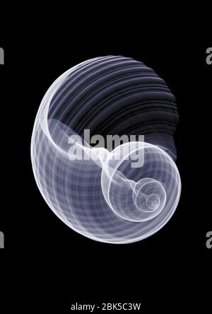 xray of sea shell Stock Photo - Alamy