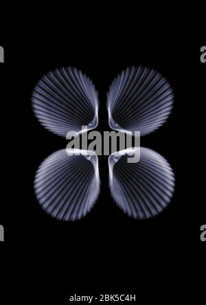 SHELLS - X-RAY Stock Photo - Alamy