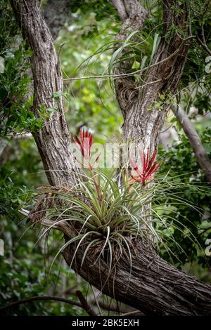 A bromeliad blooms. Everglades National Park, Homestead, Florida, USA ...