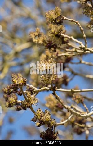 Flowering Ash tree (Fraxinus excelsior), spring UK Stock Photo - Alamy
