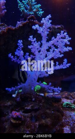 Nephthea pink soft coral - Nephtheidae sp Stock Photo - Alamy