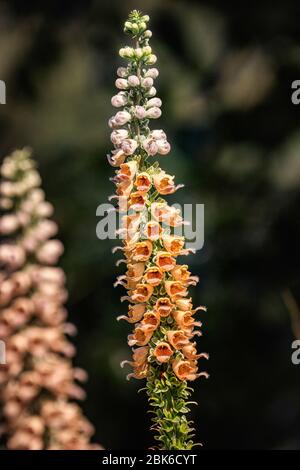 Foxglove flower background border frame on white. Purple floral Summer ...