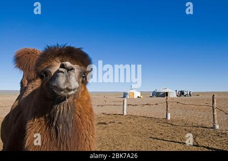 Bactrian Camel, male in breeding season. Muzzle of male in white foam ...