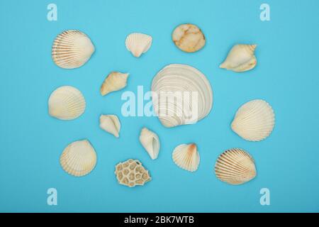 Assorted sea shells over blue background Stock Photo - Alamy