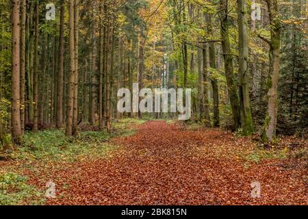 Trail with autumn leaves around Calw village, Germany Stock Photo - Alamy