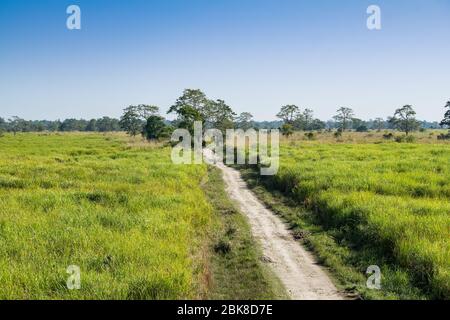 Beautiful landscape of Kaziranga national park in Assam in India ...