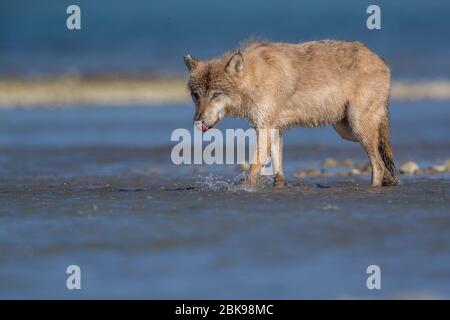 Grey wolf fishing Stock Photo - Alamy