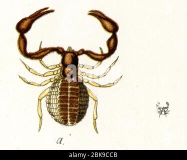 House pseudoscorpion, Book scorpion (Chelifer cancroides), on a paper ...