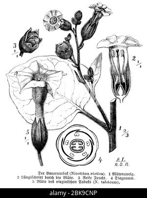 Aztec tobacco / Nicotiana rustica / Bauerntabak (technology book, 1900 ...